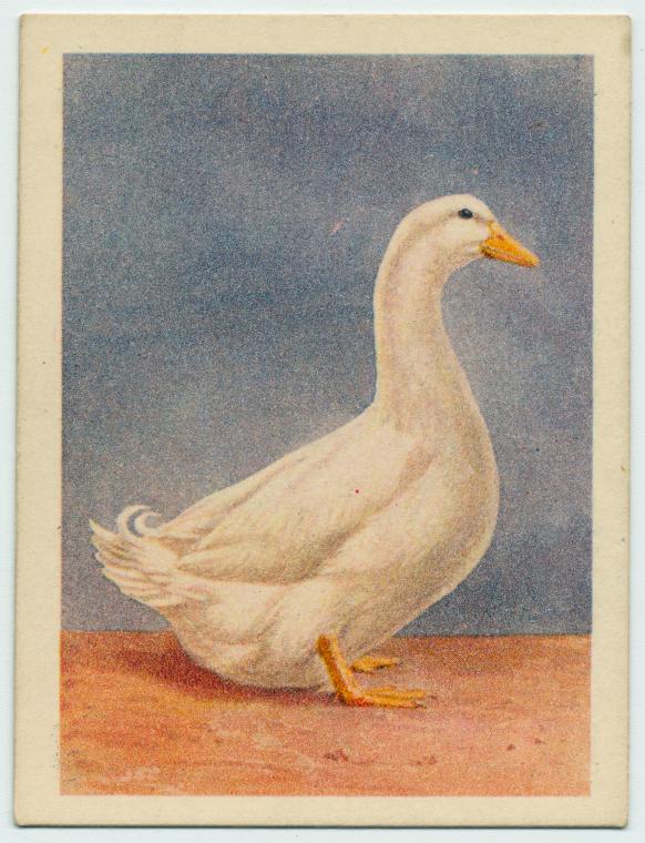 Pekin drake. - NYPL Digital Collections