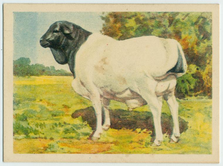Digital Collections - Black-headed Persian ram.