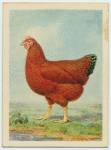 Rhode Island Red hen. - NYPL Digital Collections