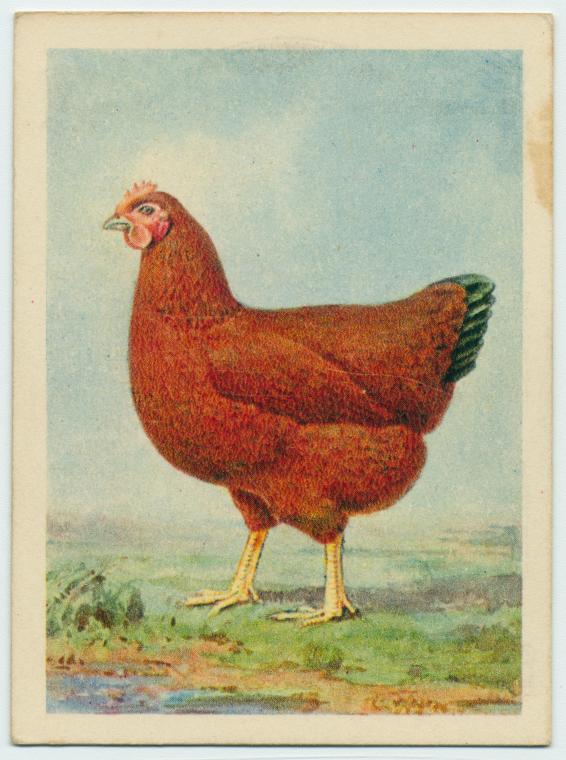 Rhode Island Red hen. - NYPL Digital Collections