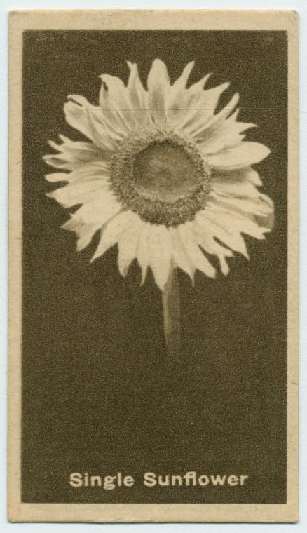 Sunflower. - NYPL Digital Collections