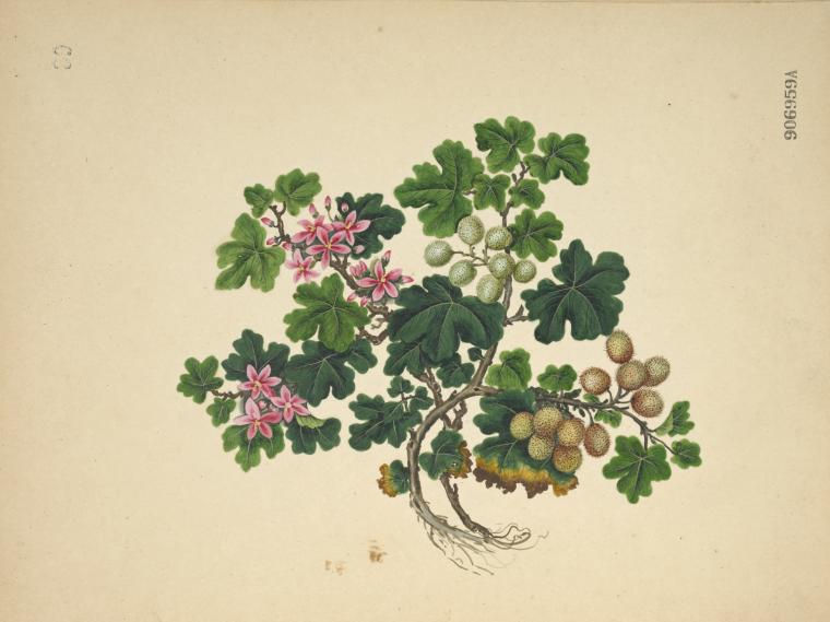 Branch with small fuzzy fruit, pink flowers - NYPL Digital Collections