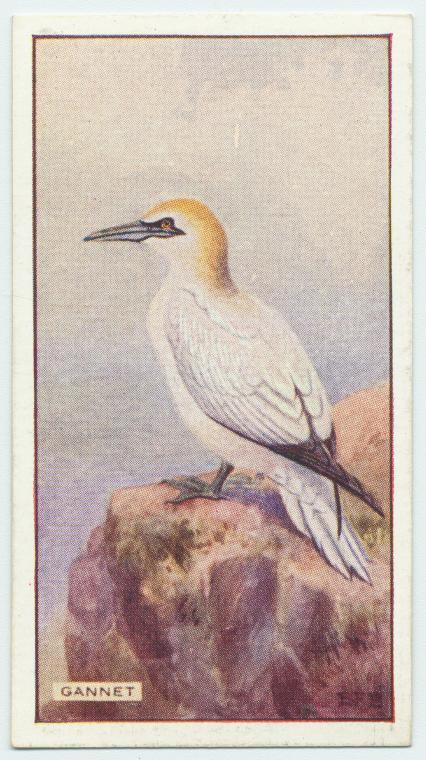 Digital Collections - Gannet.