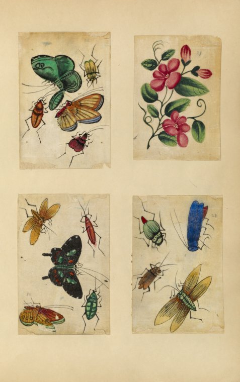 Insects ; Flowers ; Insects ; Insects - NYPL Digital Collections