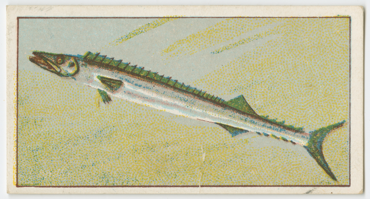 Barracouta. - NYPL Digital Collections