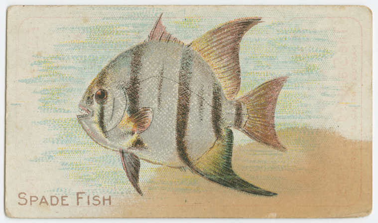 Spade fish. - NYPL Digital Collections