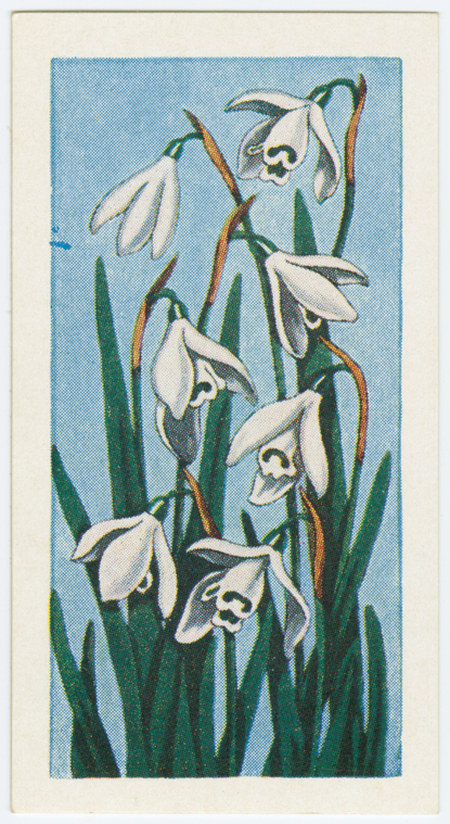 Le perce-neige. - NYPL Digital Collections