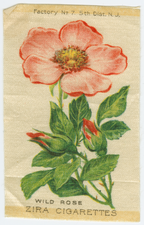 Wild rose. - NYPL Digital Collections