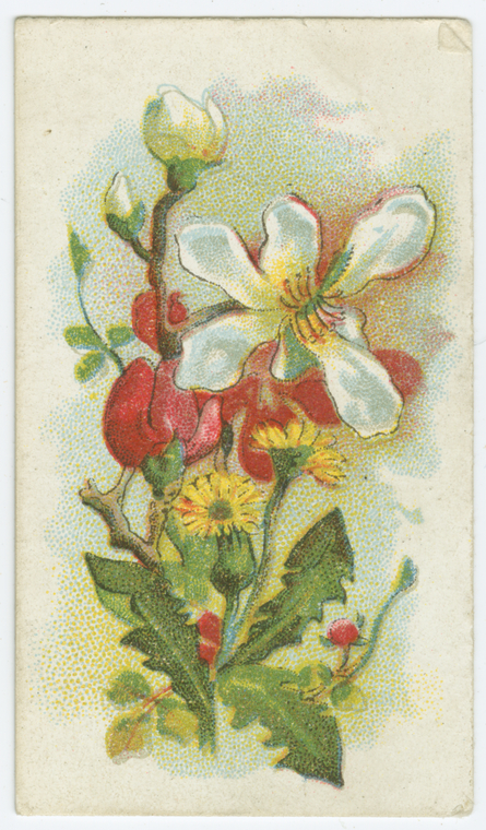 Flowers - NYPL Digital Collections