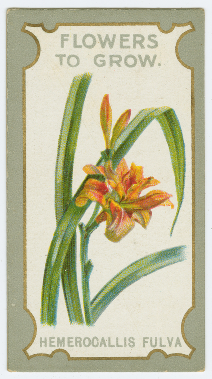 Hemerocallis fulva (Day lily). - NYPL Digital Collections