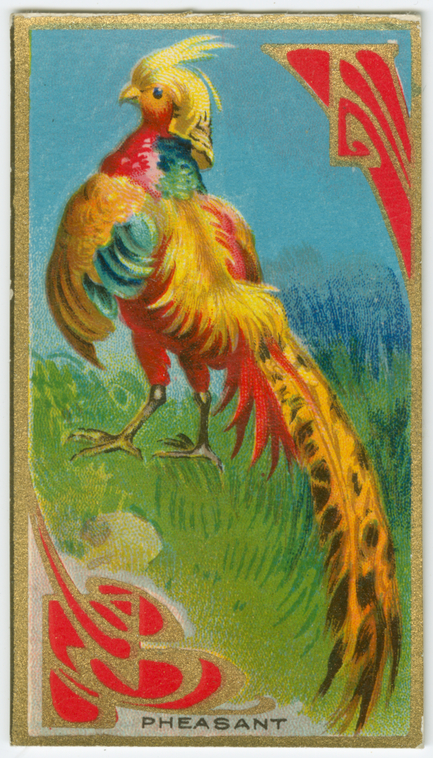 Pheasants. - NYPL Digital Collections