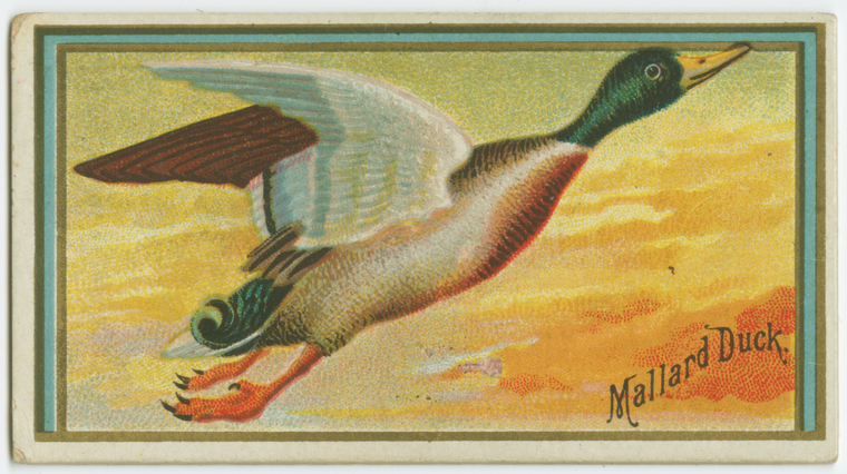 Mallard Duck. - NYPL Digital Collections