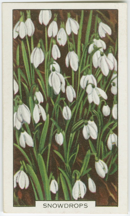 Snowdrops. - NYPL Digital Collections
