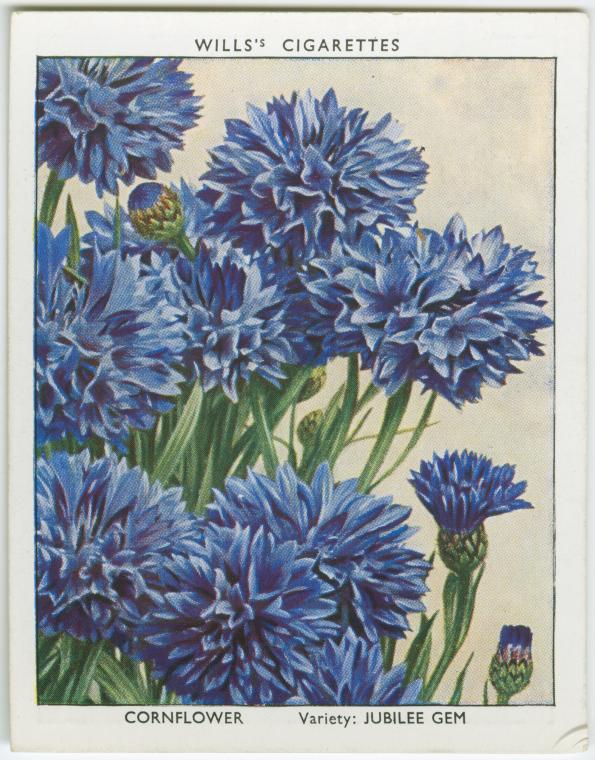 Cornflower. - NYPL Digital Collections