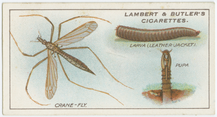 Crane-fly, larva and pupa. - NYPL Digital Collections