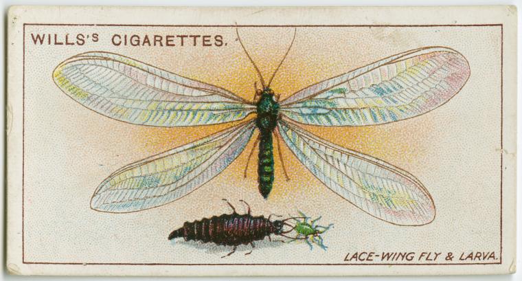 Lace-wing fly and larva. - NYPL Digital Collections