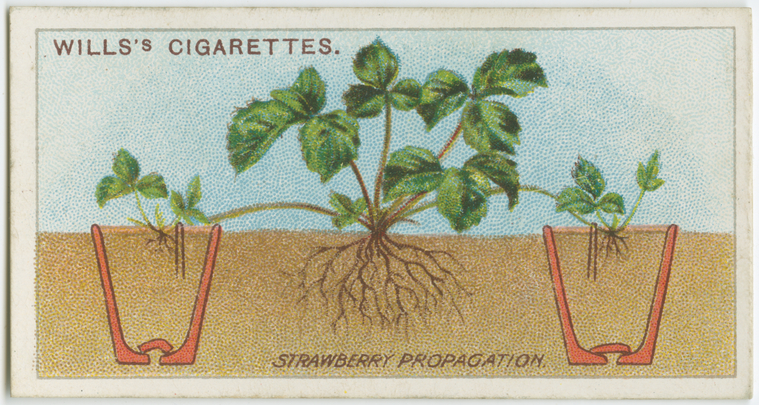 Strawberry propagation. - NYPL Digital Collections