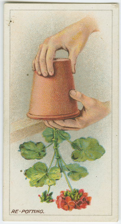 Re-potting. - NYPL Digital Collections