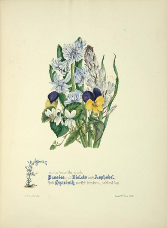 Pansies, violets, asphodel and hyacinth - NYPL Digital Collections