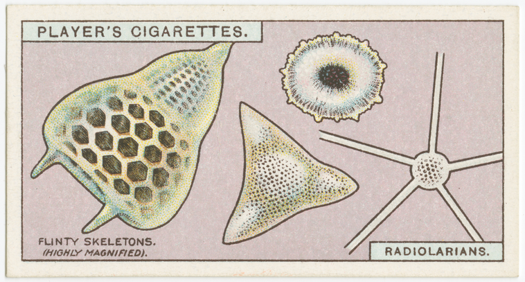 Radiolarians. - NYPL Digital Collections