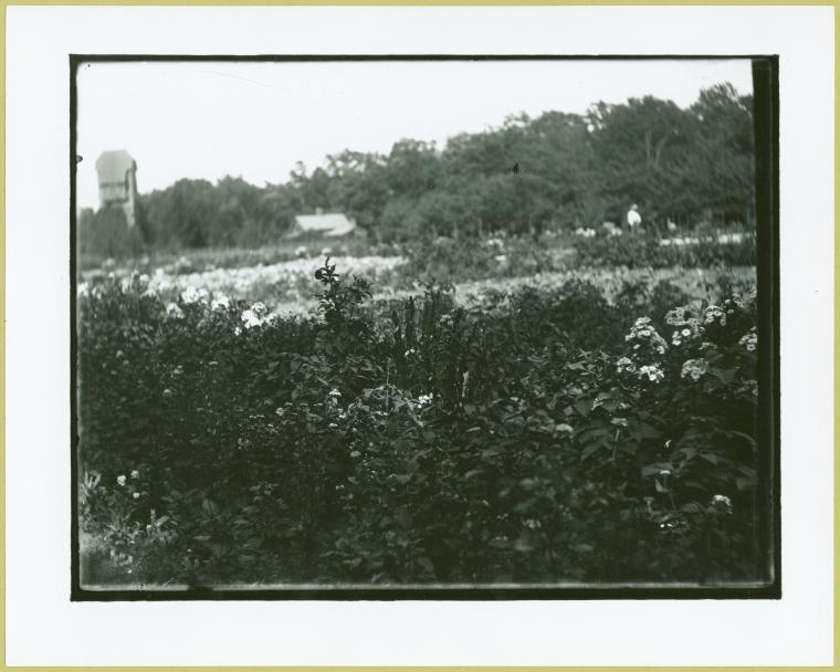 William K. Vanderbilt's Idle Hour Estate, Oakdale, L.I. [Flowers ...