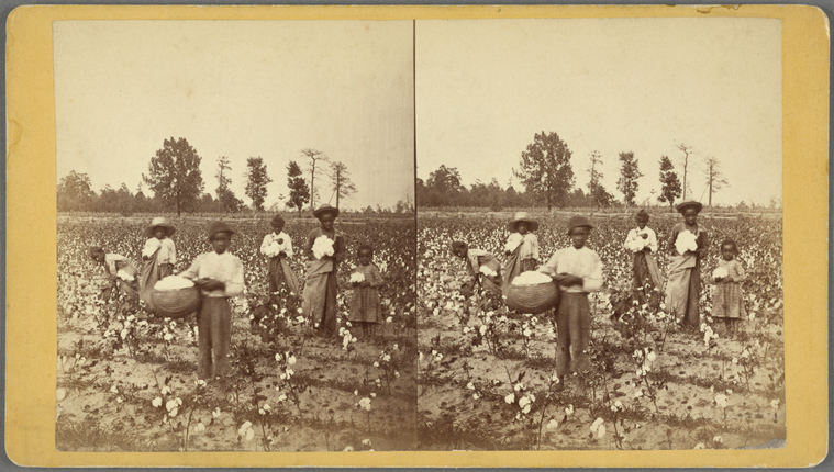 Cotton Field. - NYPL Digital Collections