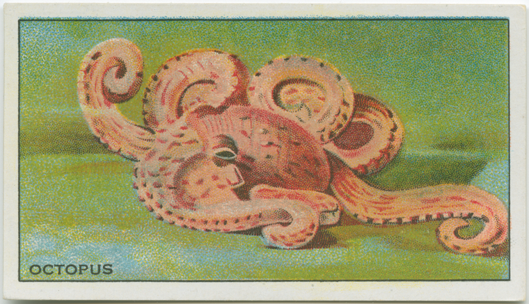Octopus. - NYPL Digital Collections