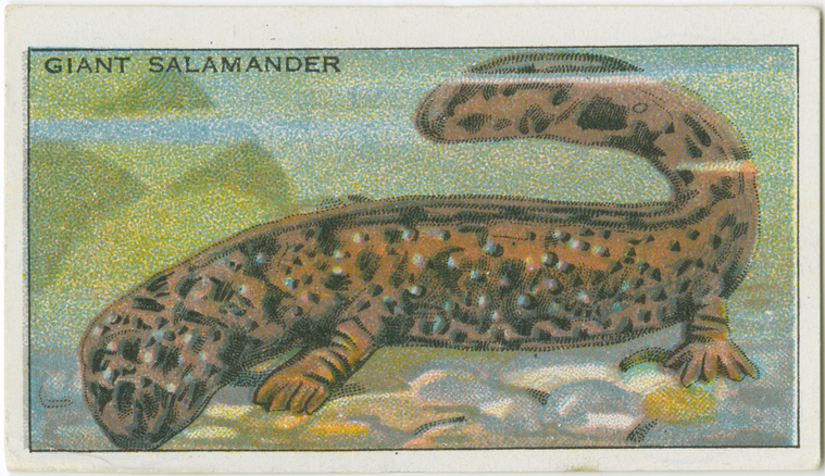 Giant Salamander. - NYPL Digital Collections