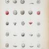 Rosalina opercularis; R. candiana; R. auberii; Rotalina deformis ...