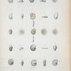 Rosalina opercularis; R. candiana; R. auberii; Rotalina deformis ...