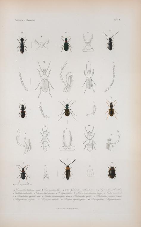 Cicindela torussa; Cic. viridicollis; Galeria erythrodera; Cymindis ...