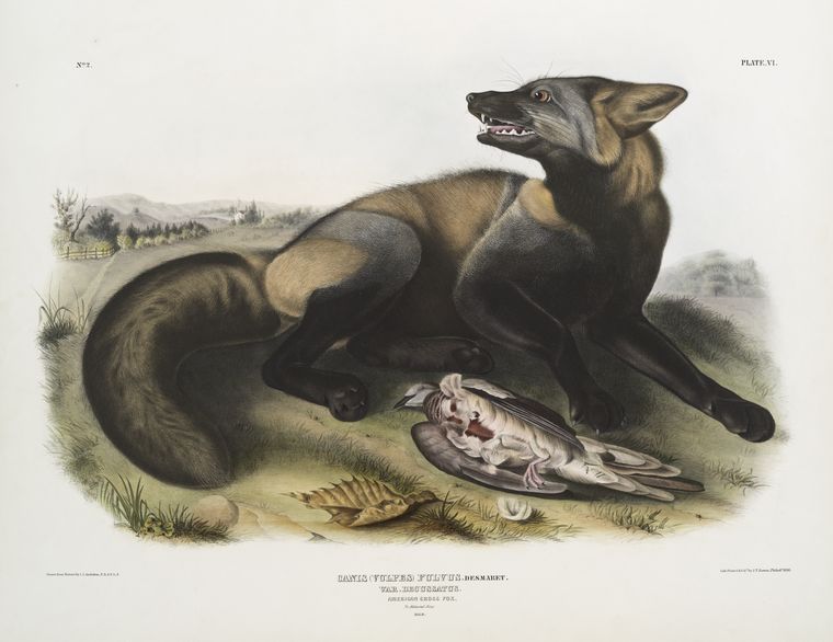 Canis (Vulpes) Fulvus, American Cross-Fox. 7/8 Natural size. Male ...