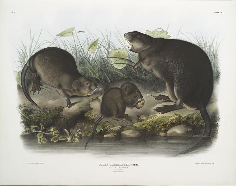 Fiber Zibethicus, Musk-Rat, Musquash. Natural size. Old and young ...