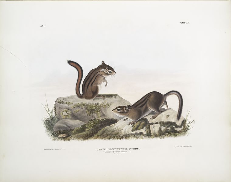 Tamias Townsendii, Townsend's Ground Squirrel. Natural size. - NYPL ...