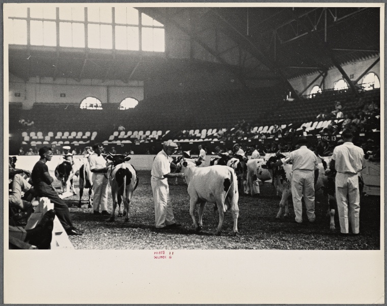 Cattle judging contest at the Eastern State Fair, Springfield ...