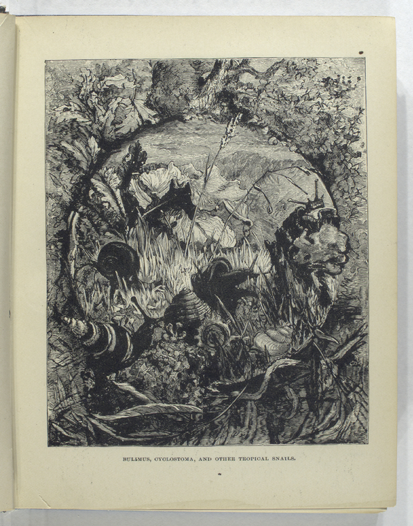 Bulimus, oyolostoma, and other tropical snails - NYPL Digital Collections