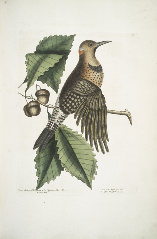 Quercus Castanea foliis, procera Arbor Virginiana, Chesnut Oak; Picus ...