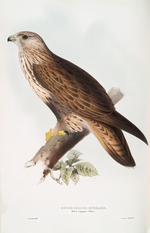 Rough-legged Buzzard - NYPL Digital Collections
