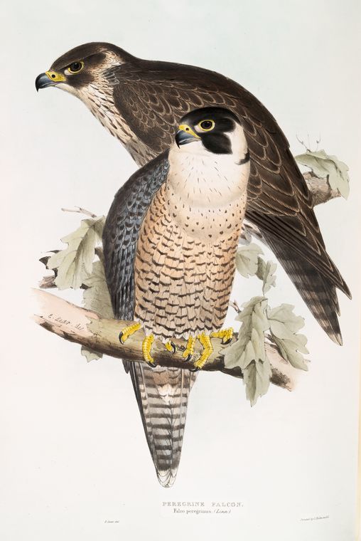Peregrine Falcon - NYPL Digital Collections