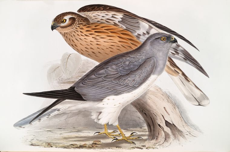 Hen Harrier - NYPL Digital Collections