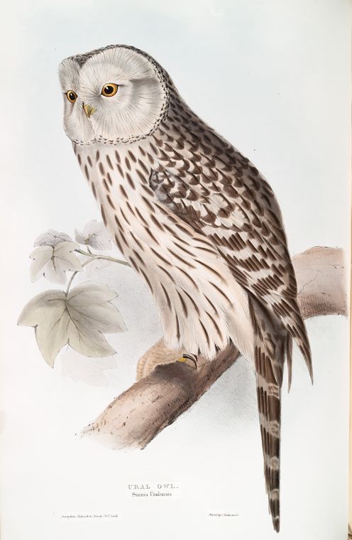 Ural Owl