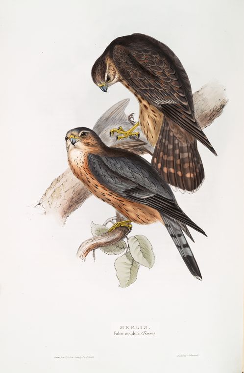 Merlin - NYPL Digital Collections