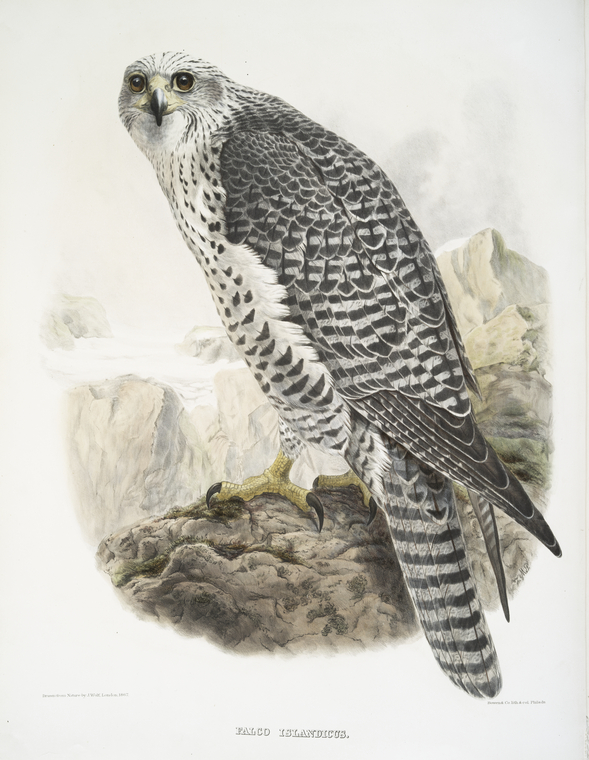 Falco islandicus, Iceland falcon. - NYPL Digital Collections