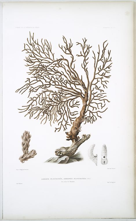 Gorgone plantaginée, Gorgonia plantaginea, (des côtes de Matzalan ...