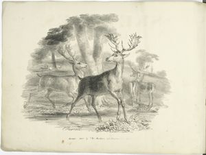 The Miriam and Ira D. Wallach Division of Art, Prints and Photographs ...
