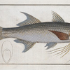 Balistes laevis, The smooth old Wife. - NYPL Digital Collections