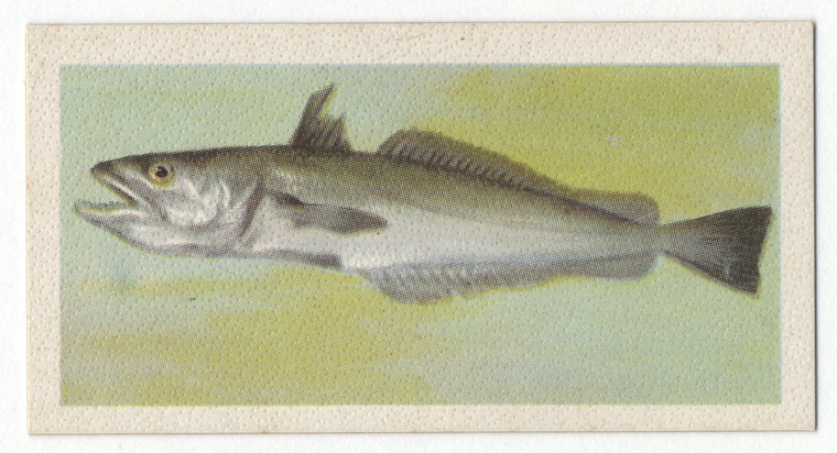 Stockfish. - NYPL Digital Collections