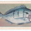 Gar-Fish. - NYPL Digital Collections