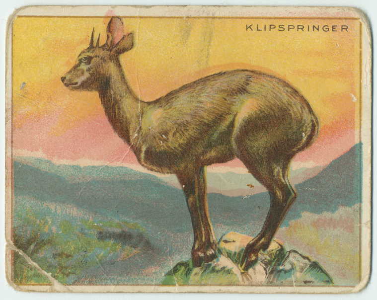 Klipspringer - NYPL Digital Collections