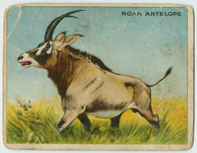 Roan Antelope - NYPL Digital Collections